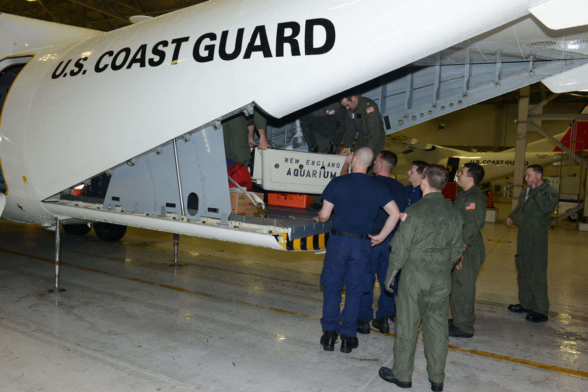 5 Endangered Sea Turtles Transported to Miami for Rehabilitation ...
